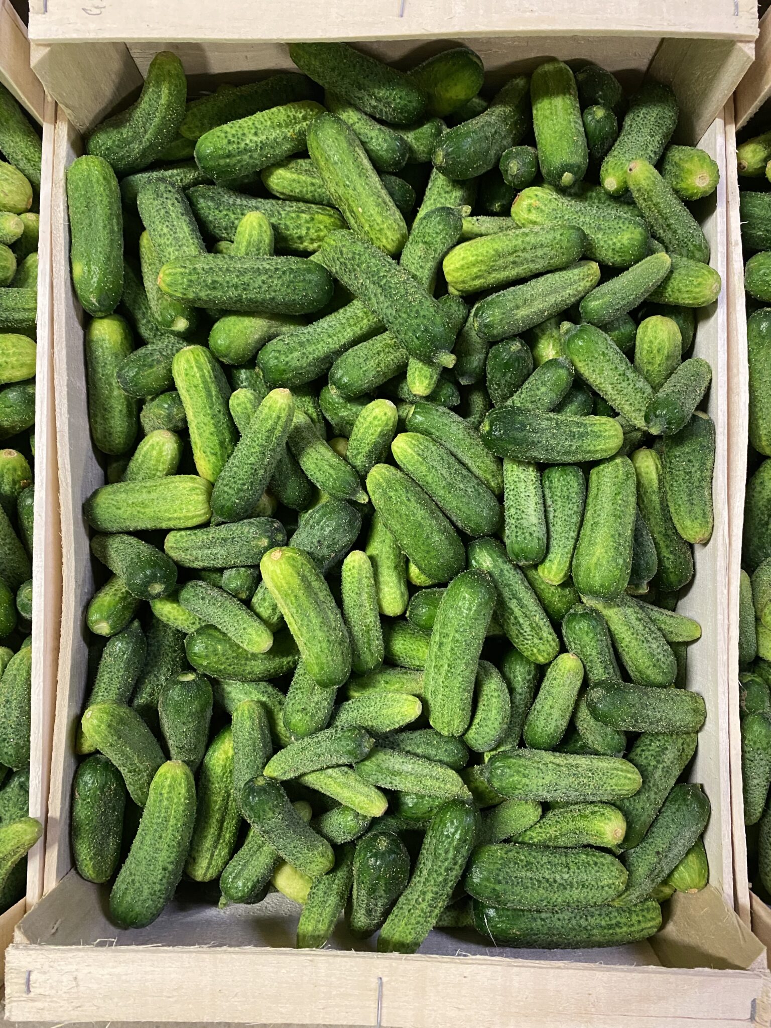 Le cornichon - EARL LES VENTS DE GRAND LIEU